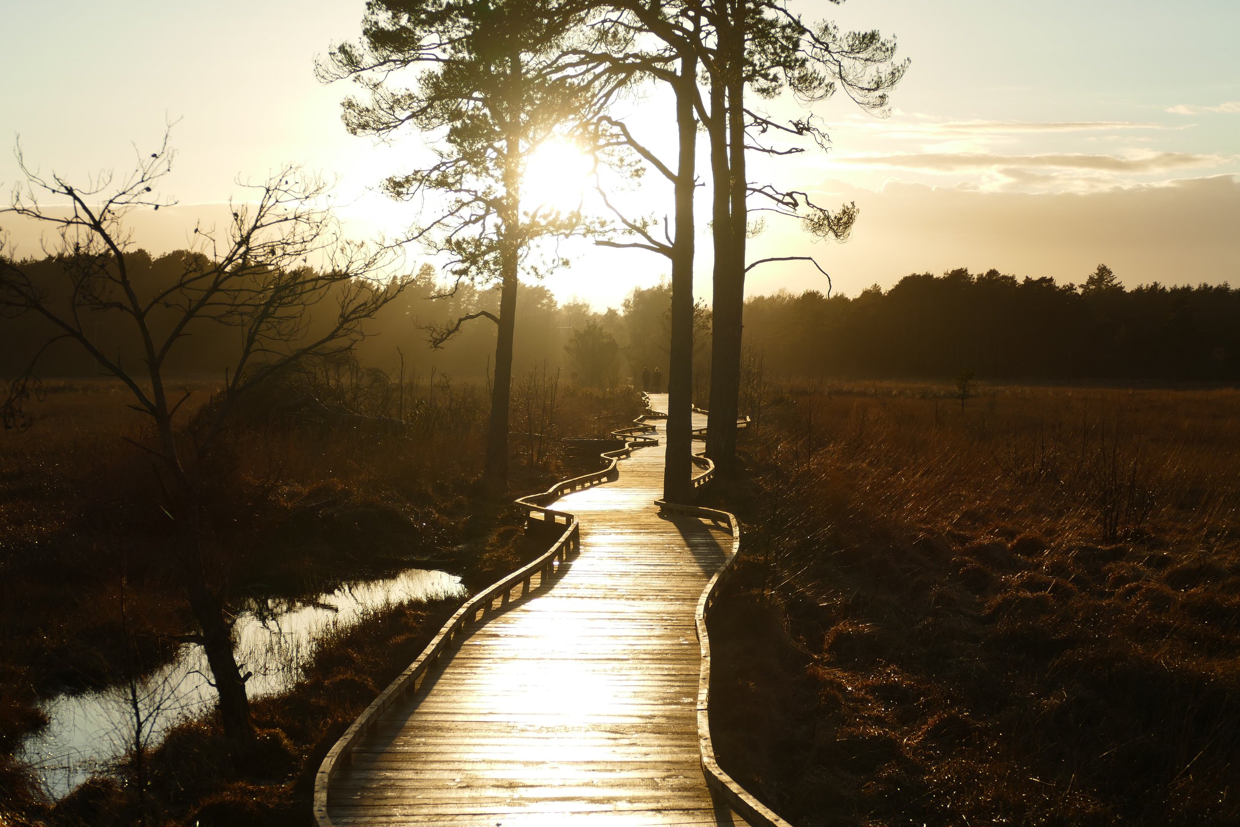 Thursley National Nature Reserve Boardwalk - Keystone